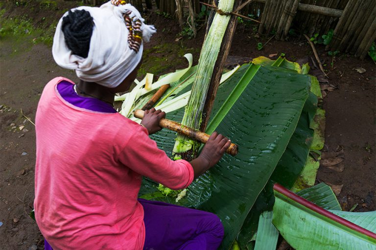 Enset: this ‘false banana’ might just help feed millions (more) – selamta