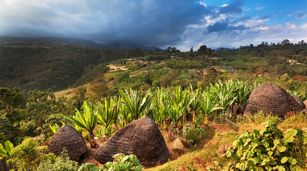 Enset: this ‘false banana’ might just help feed millions (more) – selamta