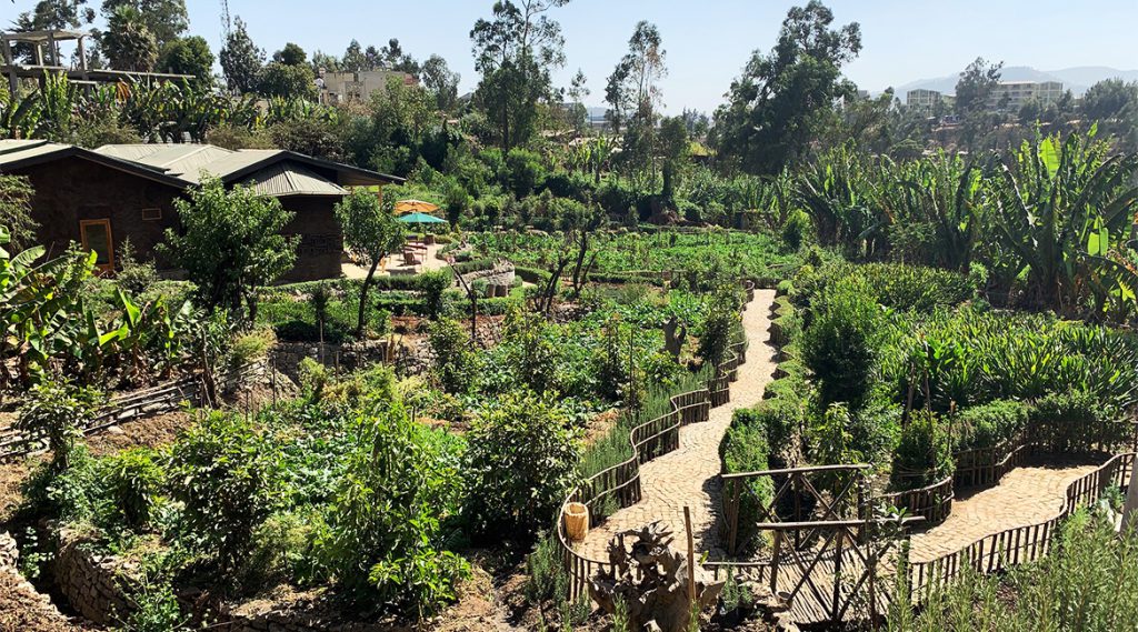 Zoma Museum: Addis Ababa’s urban escape into nature – selamta
