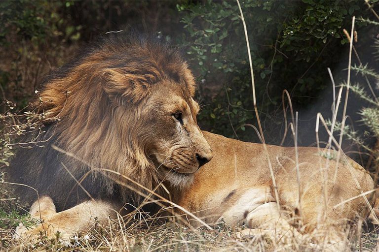 8 of Ethiopia’s incredible endemic animals – selamta