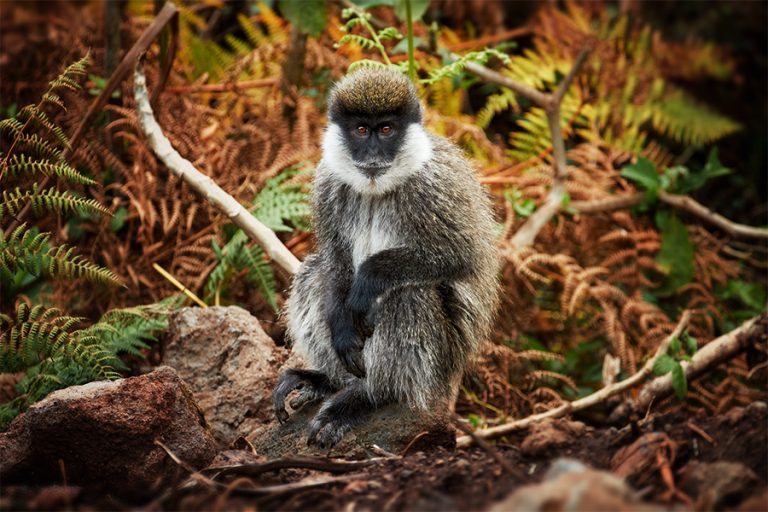 8 of Ethiopia’s incredible endemic animals – selamta
