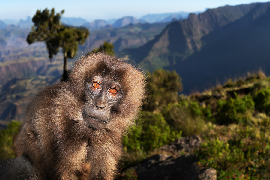 8 of Ethiopia’s incredible endemic animals – selamta