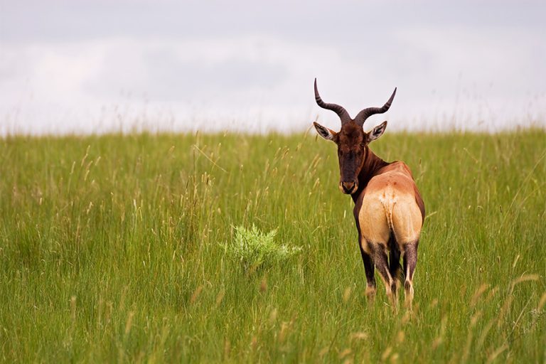 8 of Ethiopia’s incredible endemic animals – selamta