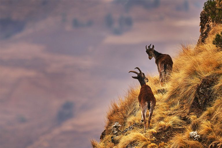 8 of Ethiopia’s incredible endemic animals – selamta